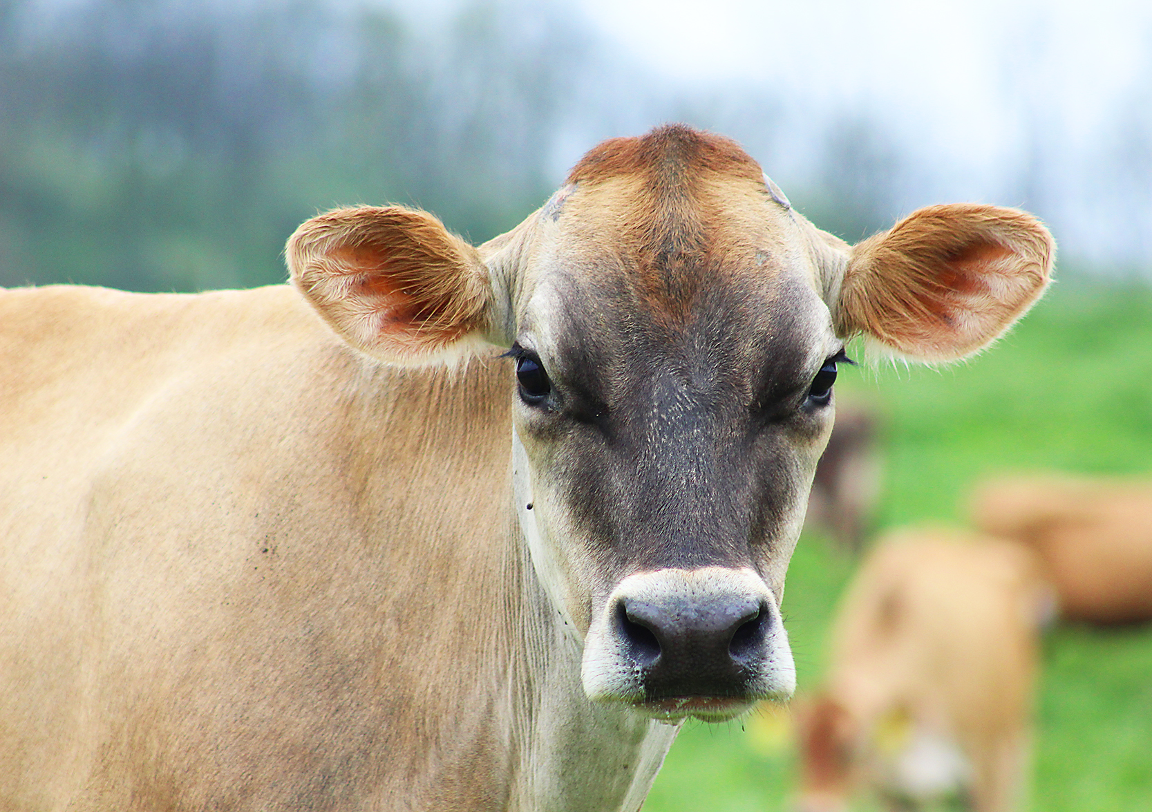 Mirror photo by Holly ClaycombA dairy cow is seen in a Bedford County ...